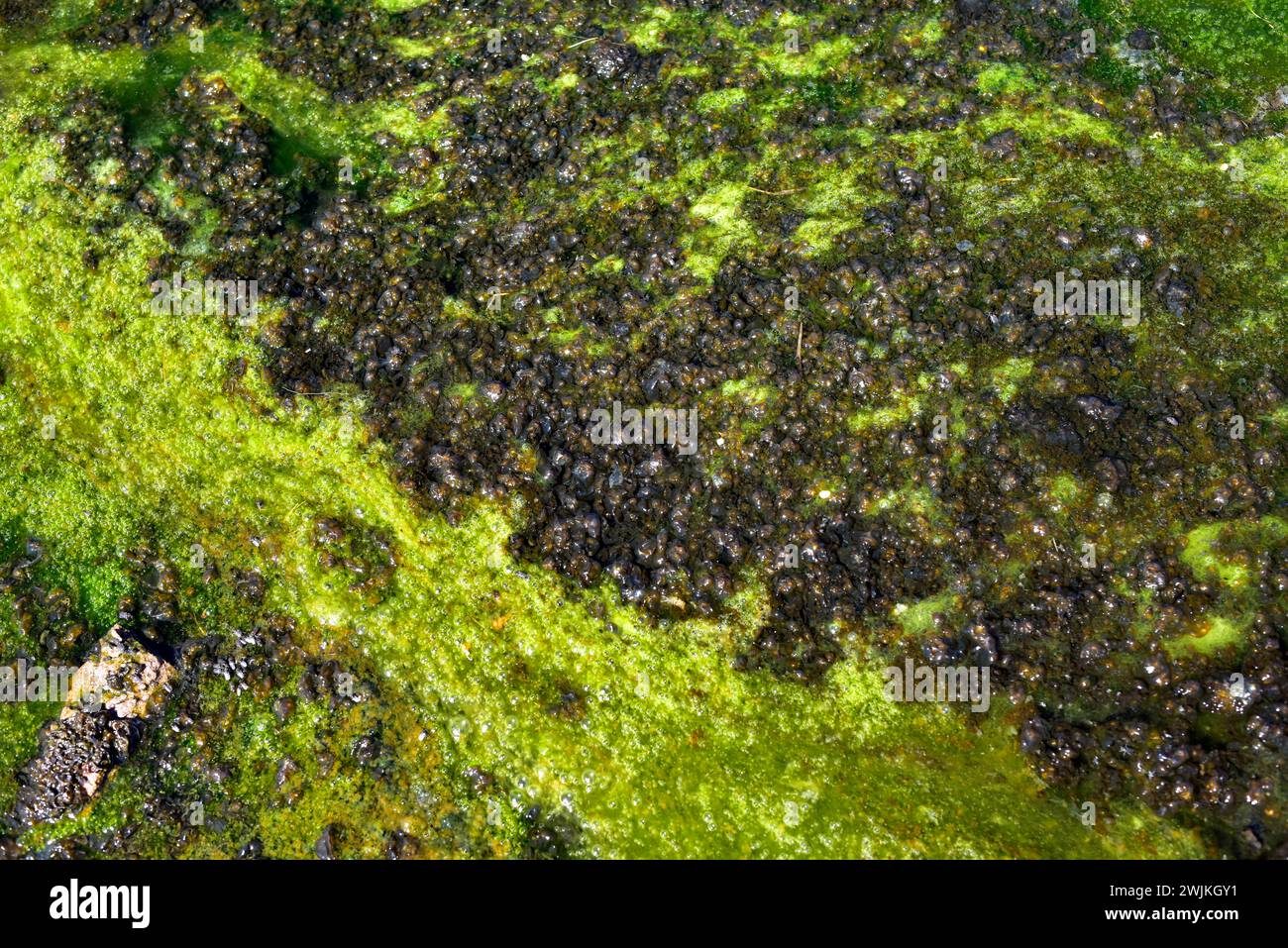 Mare eggs hi-res stock photography and images - Alamy