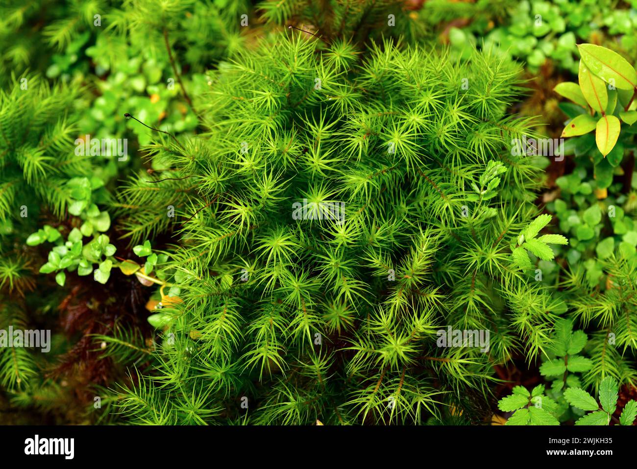 Dendroligotrichum dendroides hi-res stock photography and images - Alamy