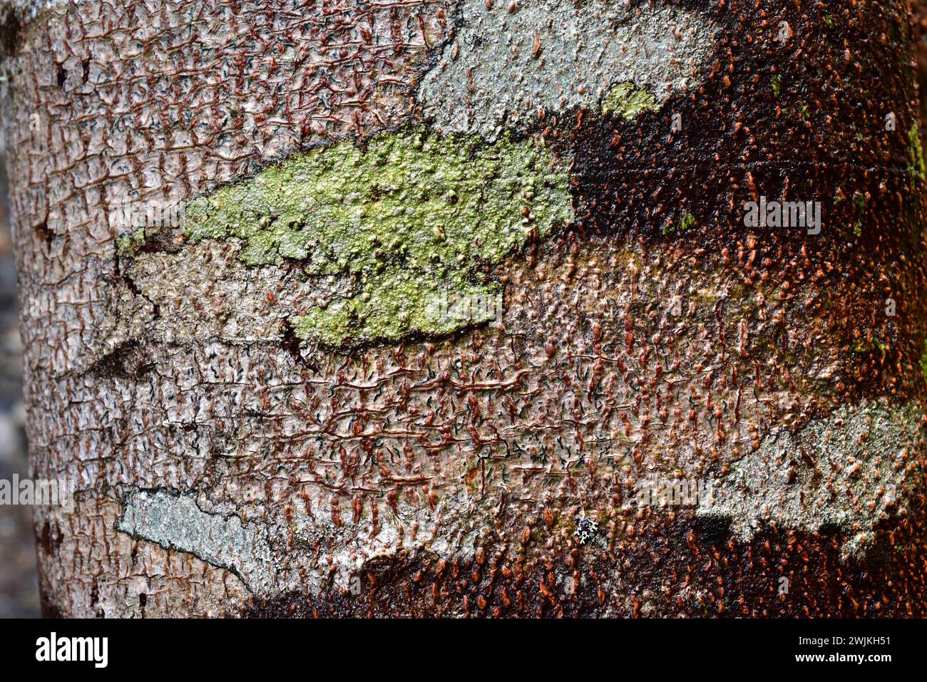 Graphis sp. is a crustose lichen that grows on trees bark. This photo ...