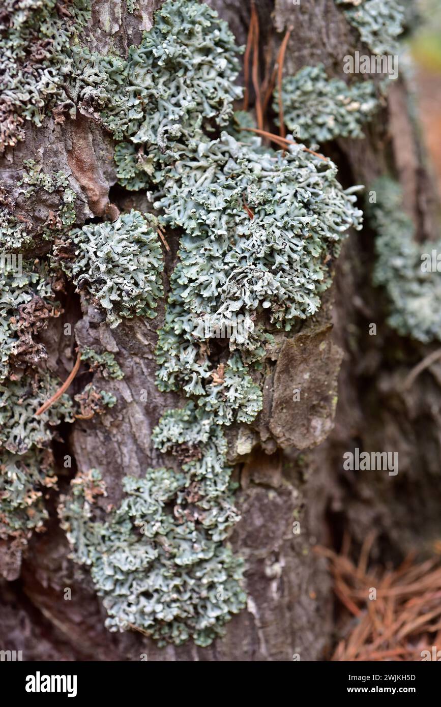 Hypogymnia tubulosa is a lichen with tubular lobes that grows on tree ...