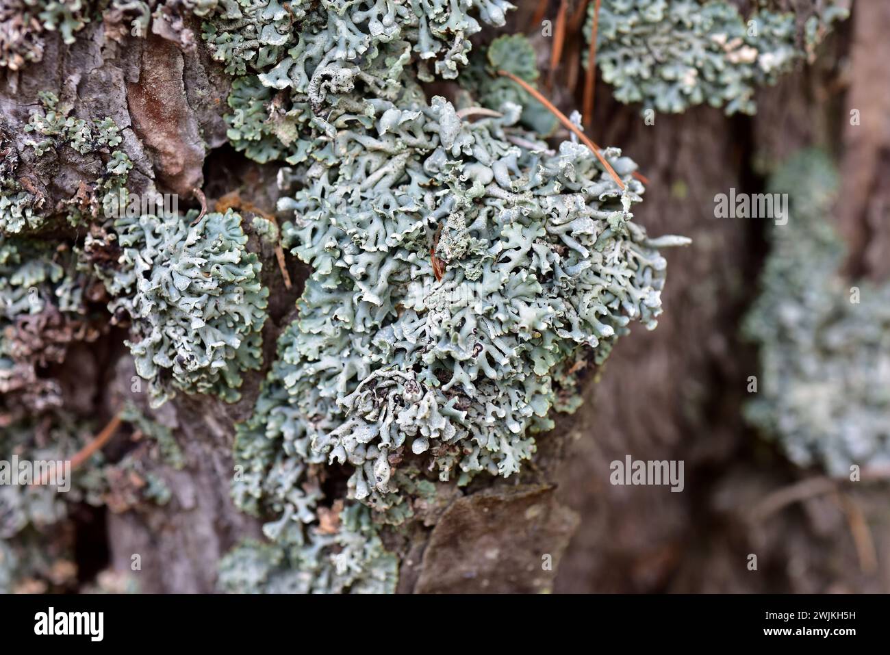 Hypogymnia tubulosa is a lichen with tubular lobes that grows on tree ...