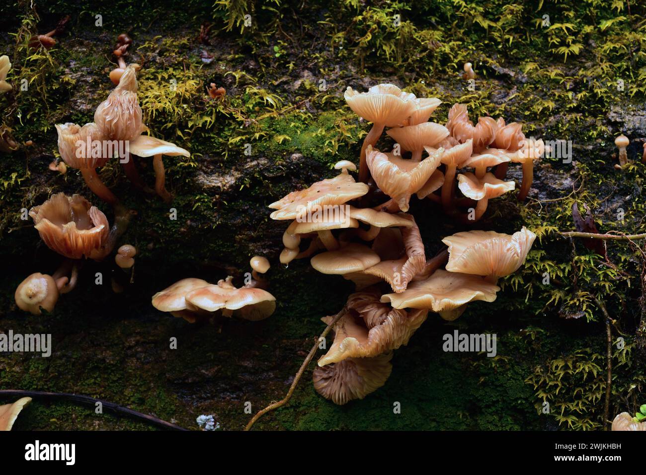 Wild enoki (Flammulina velutipes) is an edible mushroom. This photo was ...