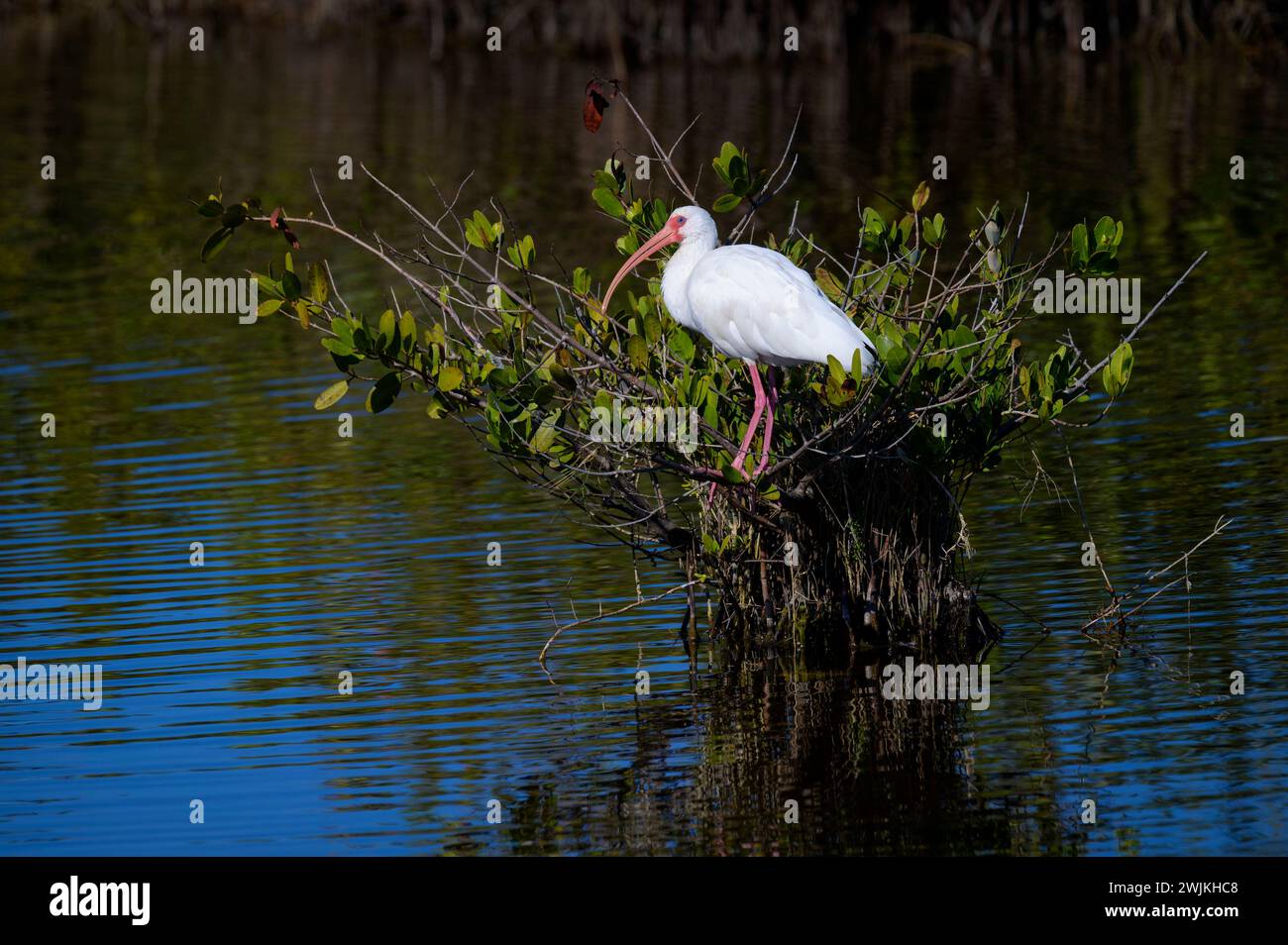 White Ibis (Eudocimus albus) perched in top of mangrove tree at ...