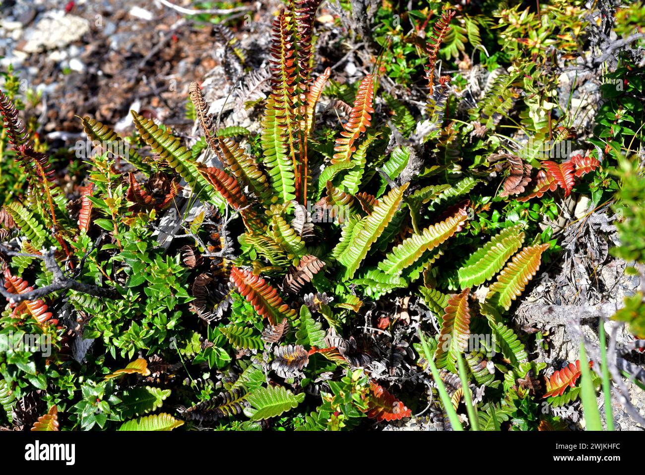 Austroblechnum penna marina hi-res stock photography and images - Alamy