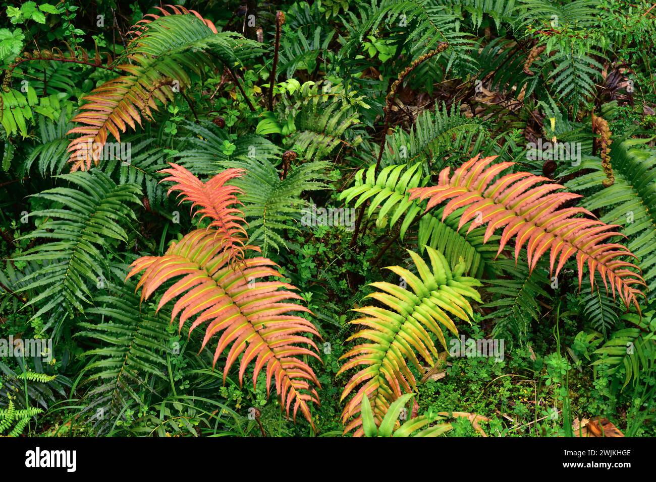 Parablechnum hi-res stock photography and images - Alamy