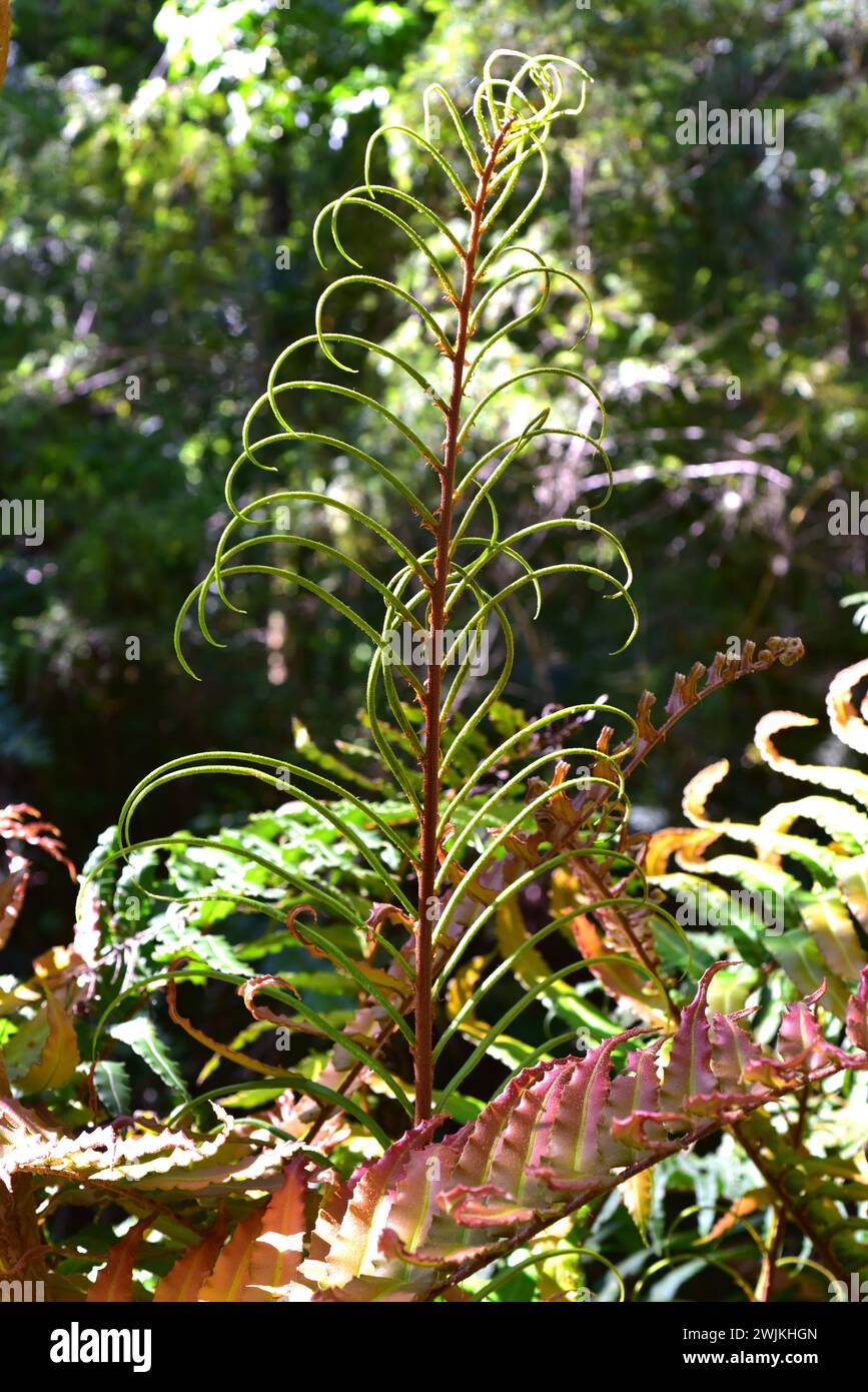 Parablechnum hi-res stock photography and images - Alamy