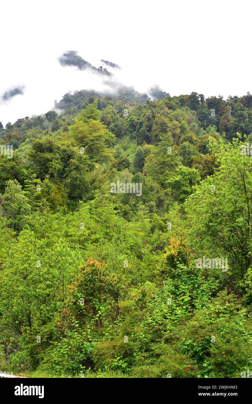 Valdivian temperate forest. Cochamo Valley, Region de los Lagos, Chile ...