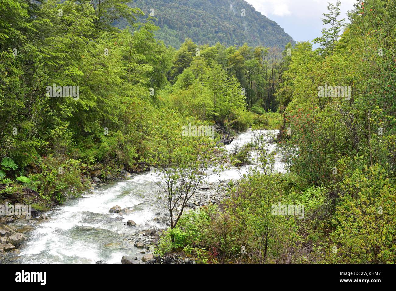 Valdivian temperate forest. Cochamo Valley, Region de los Lagos, Chile ...