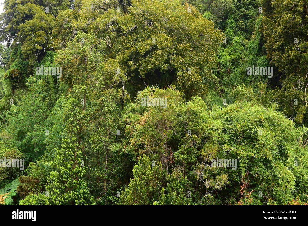 Valdivian temperate forest. Cochamo Valley, Region de los Lagos, Chile ...