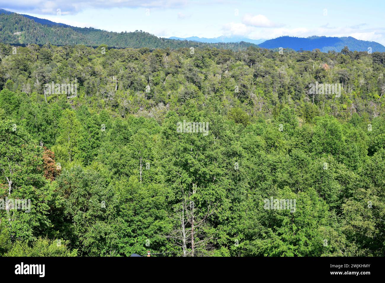 Valdivian temperate forest. Huilo-Huilo Biological Reserve, Region de ...