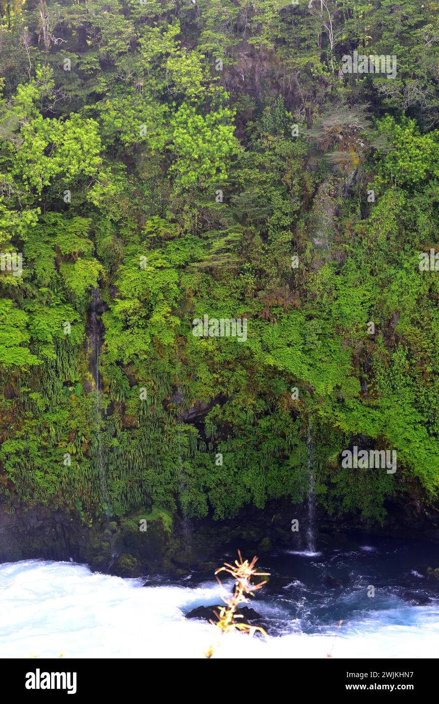 Valdivian temperate forest and Fuy River. Huilo-Huilo Biological ...