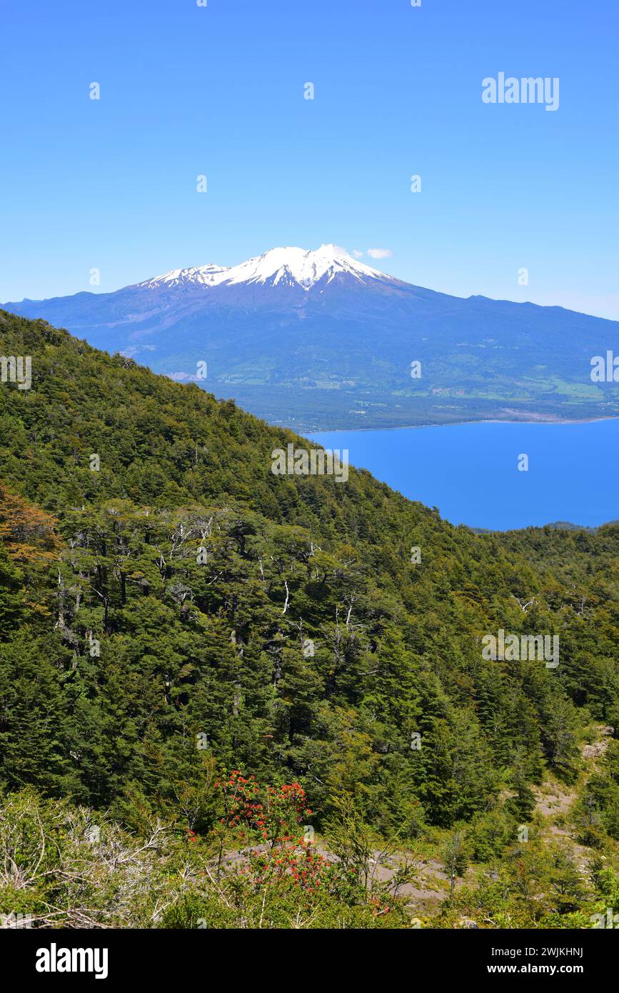 Valdivian temperate forest, Llanquihue Lake and Calbuco volcano. Region ...