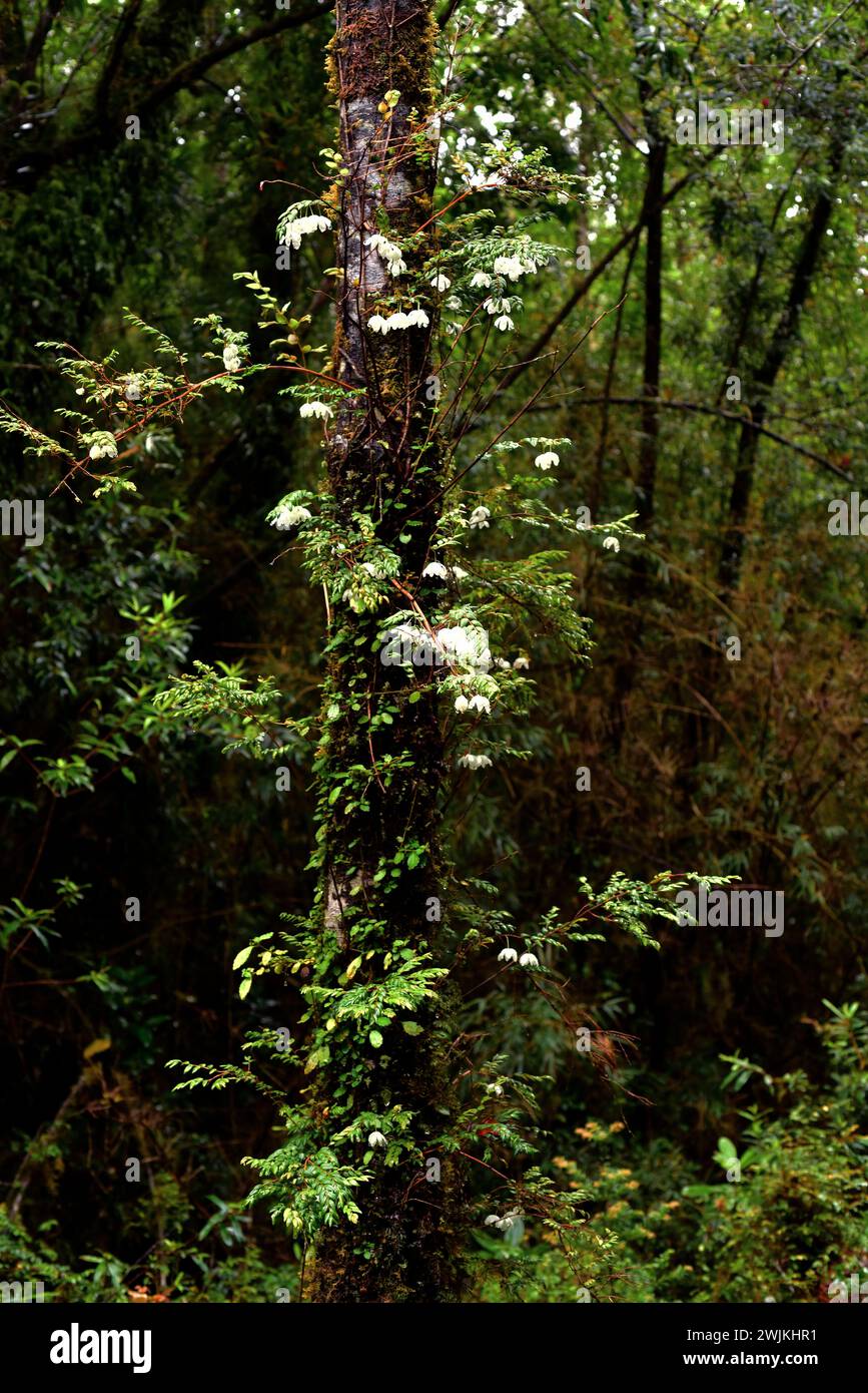 Coral de chile hi-res stock photography and images - Alamy