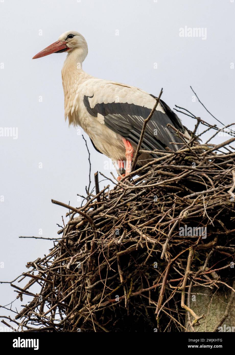 PRODUCTION - 16 February 2024, Bavaria, Untermerzbach: A stork sits on ...