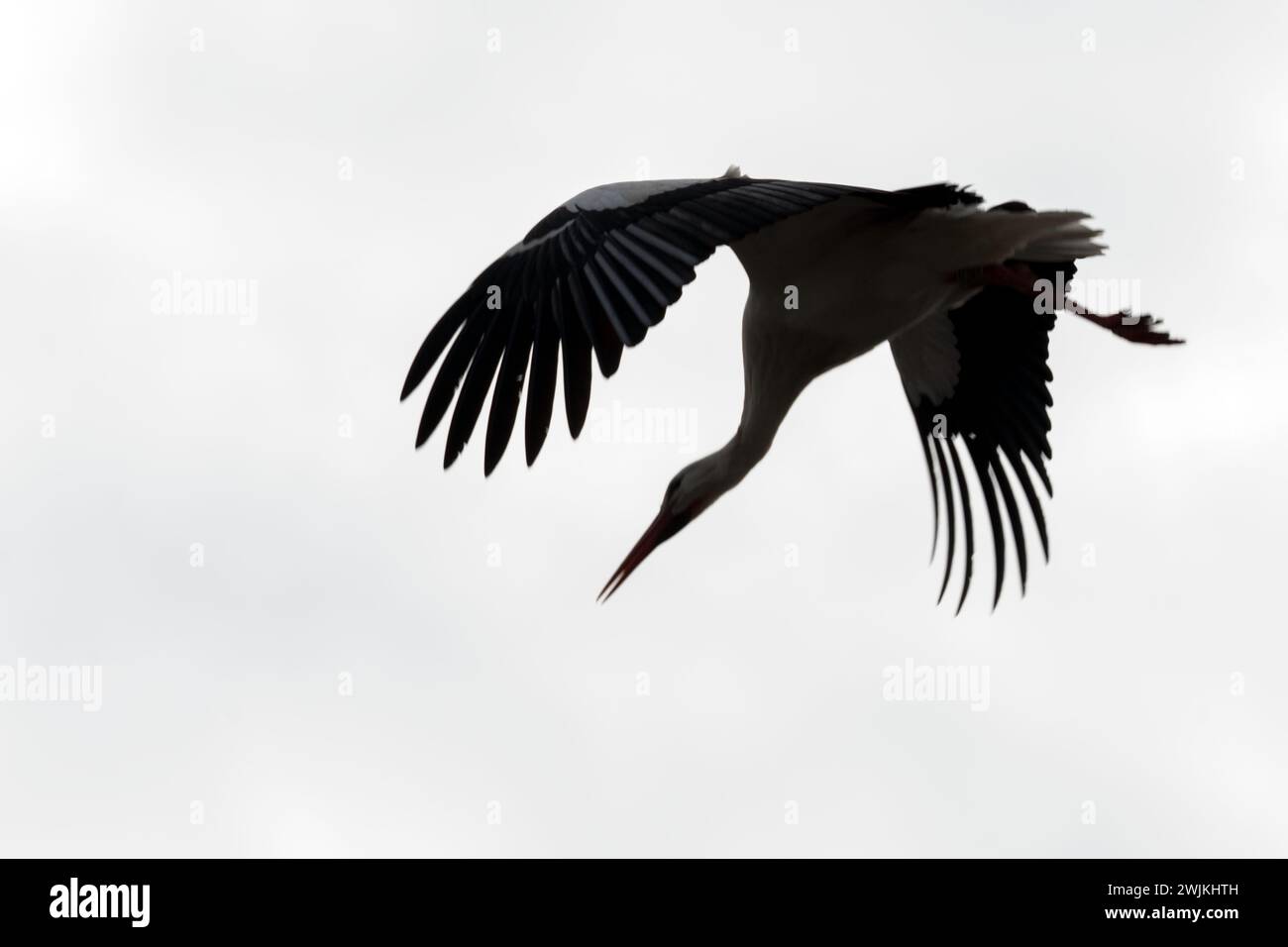 PRODUCTION - 16 February 2024, Bavaria, Untermerzbach: A stork landing ...