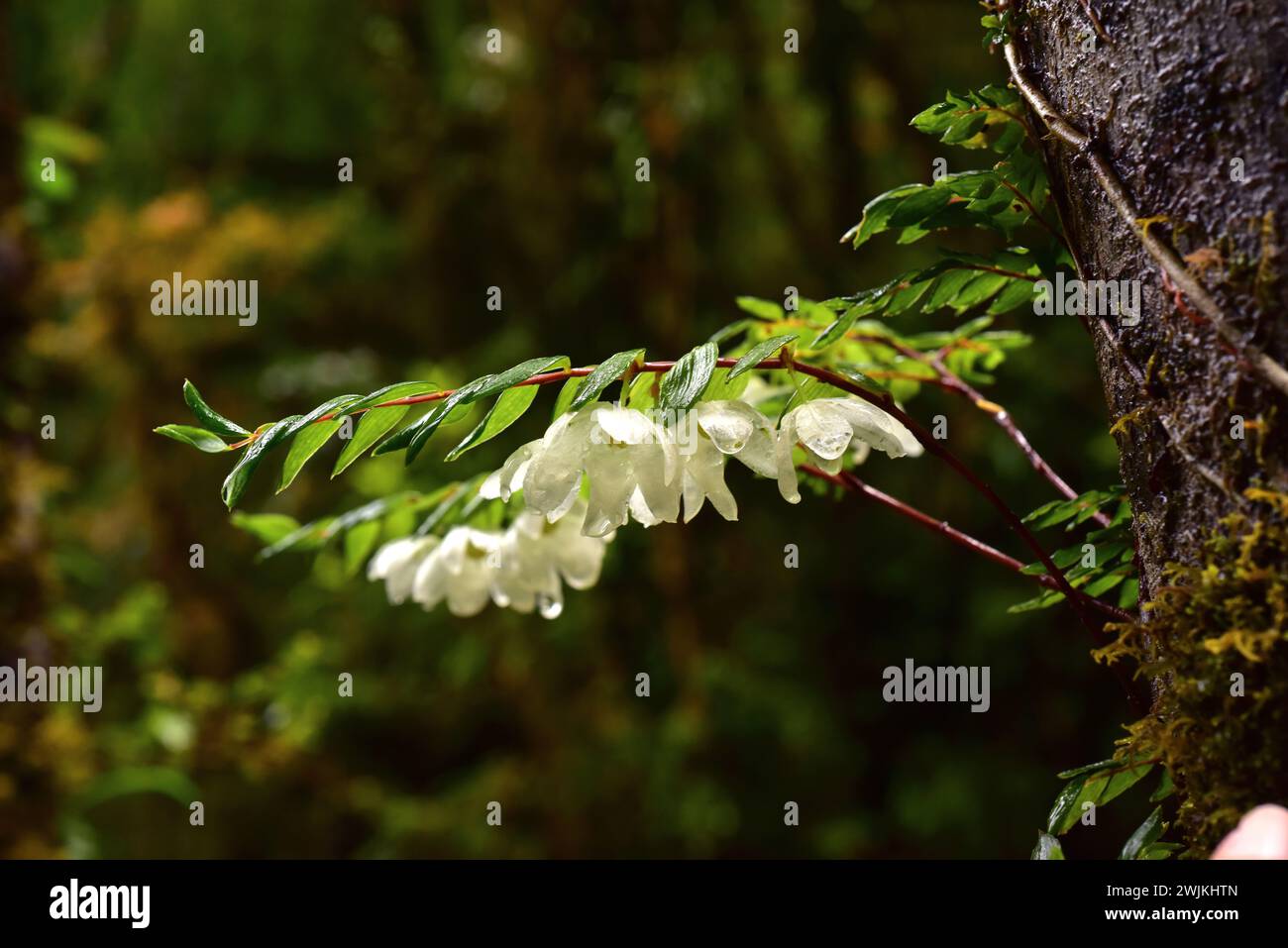 Coral de chile hi-res stock photography and images - Alamy