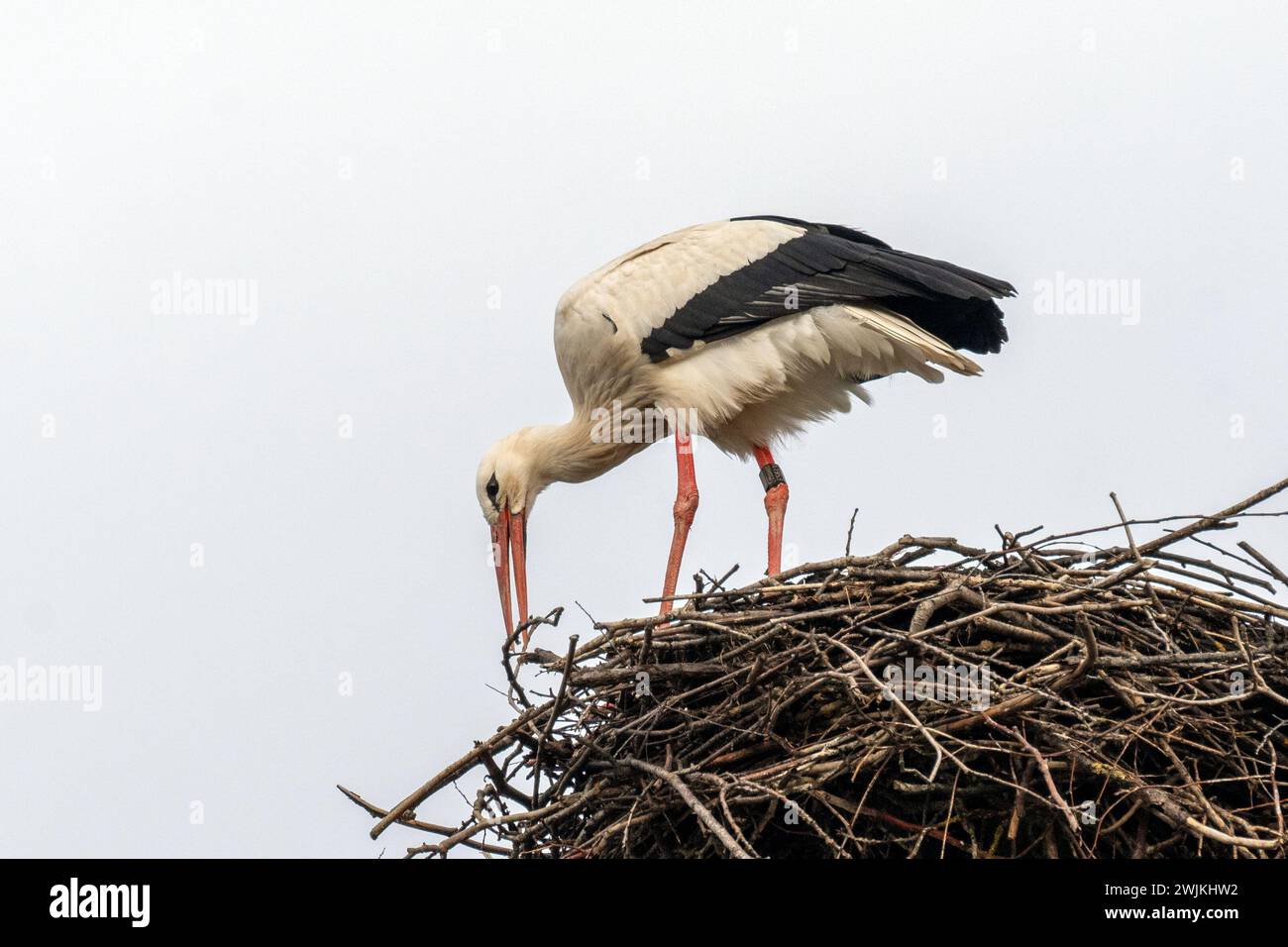 PRODUCTION - 16 February 2024, Bavaria, Untermerzbach: A stork repairs ...
