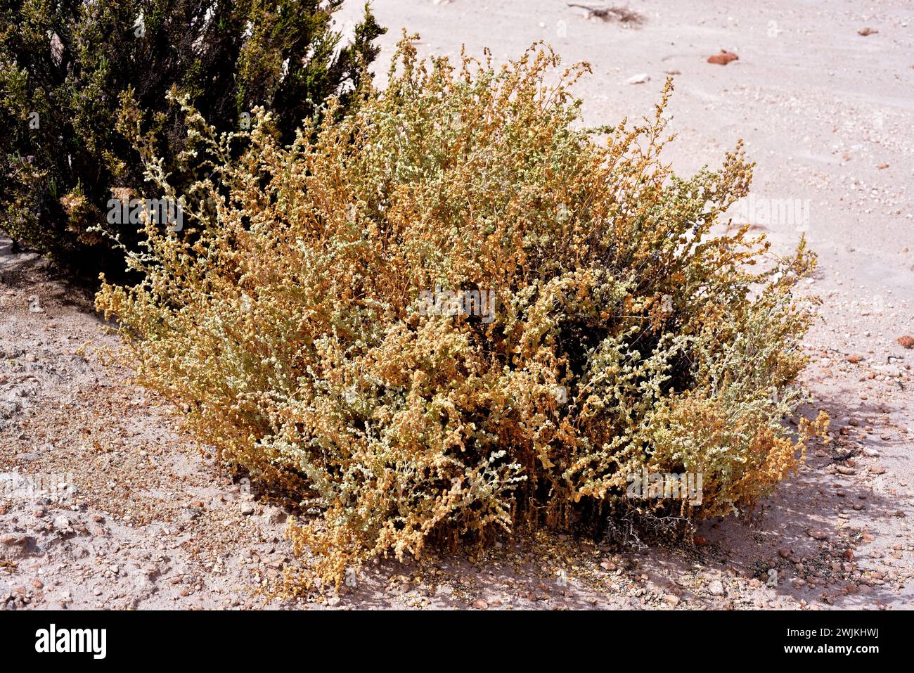 Cachiyuyo (Atriplex atacamensis) is an halophyte shrub native to ...