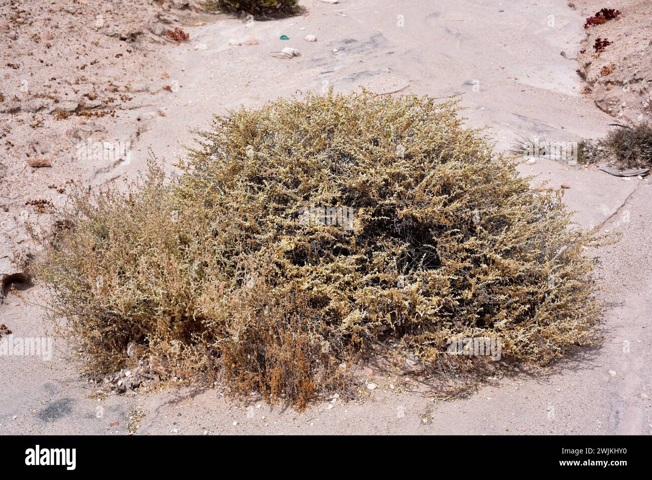 Cachiyuyo (Atriplex atacamensis) is an halophyte shrub native to ...