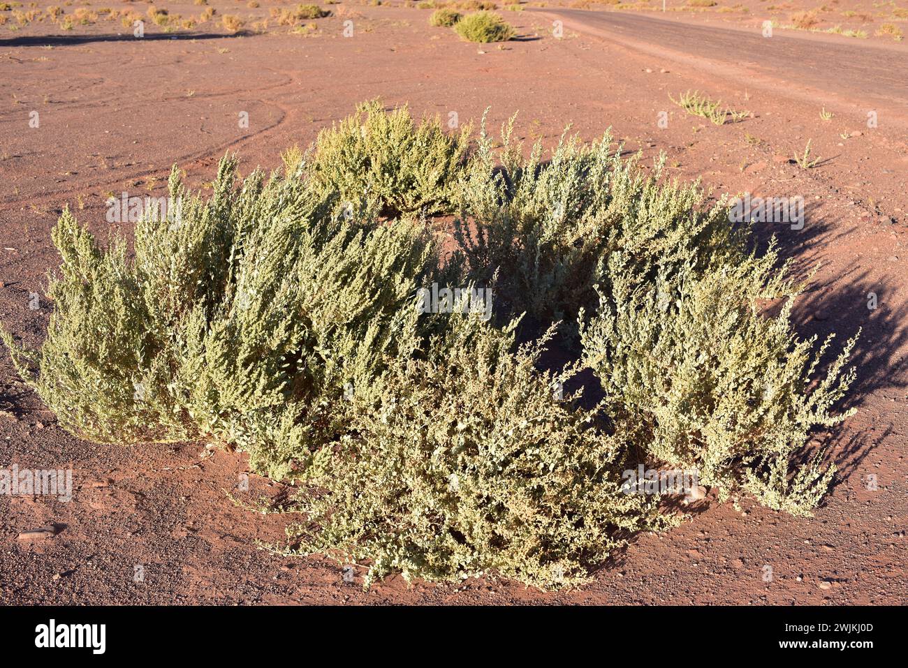 Atriplex atacamensis hi-res stock photography and images - Alamy