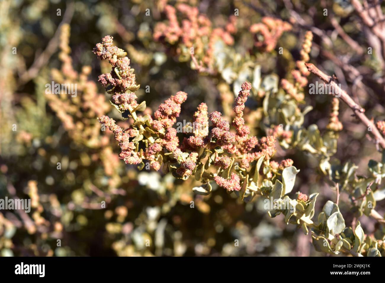Cachiyuyo (Atriplex atacamensis) is an halophyte shrub native to ...