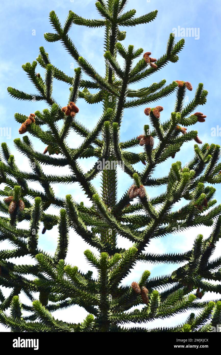 Chilean pine araucaria araucana hi-res stock photography and images - Alamy