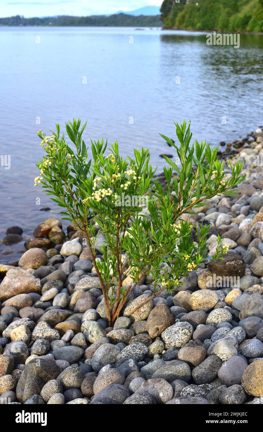Seep willow, mule fat or water wally (Baccharis salicifolia) is a shrub ...