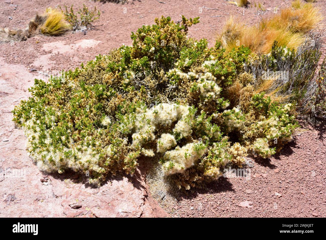 Tola or lejia (Baccharis tola) is a shrub native to Argentina, Bolivia ...