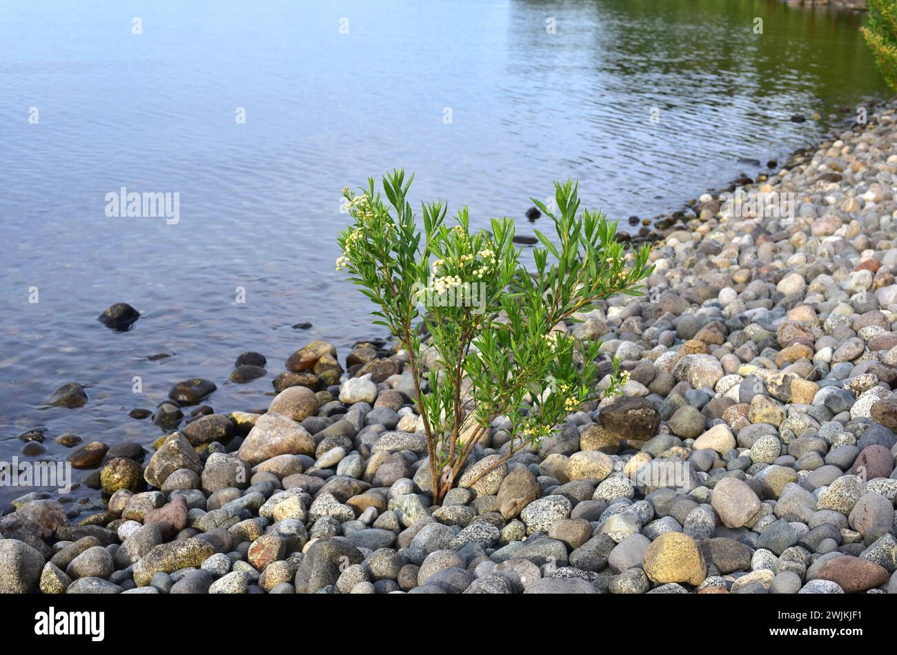 Seep willow, mule fat or water wally (Baccharis salicifolia) is a shrub ...