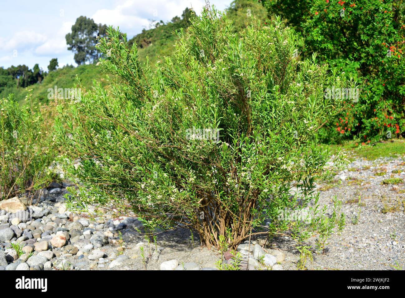 Seep willow, mule fat or water wally (Baccharis salicifolia) is a shrub ...
