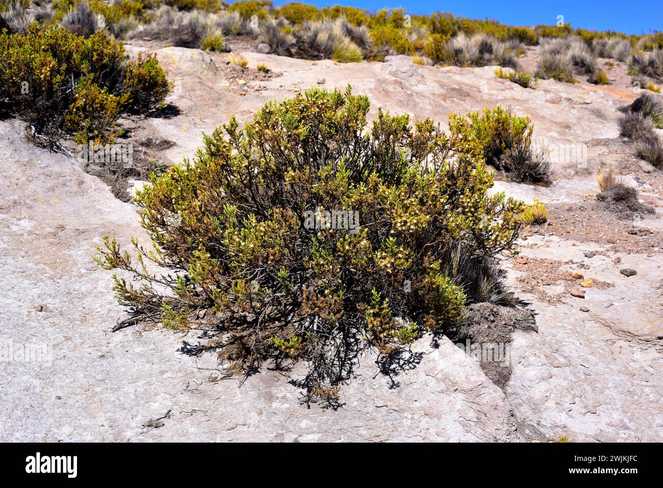 Tola or lejia (Baccharis tola) is a shrub native to Argentina, Bolivia ...