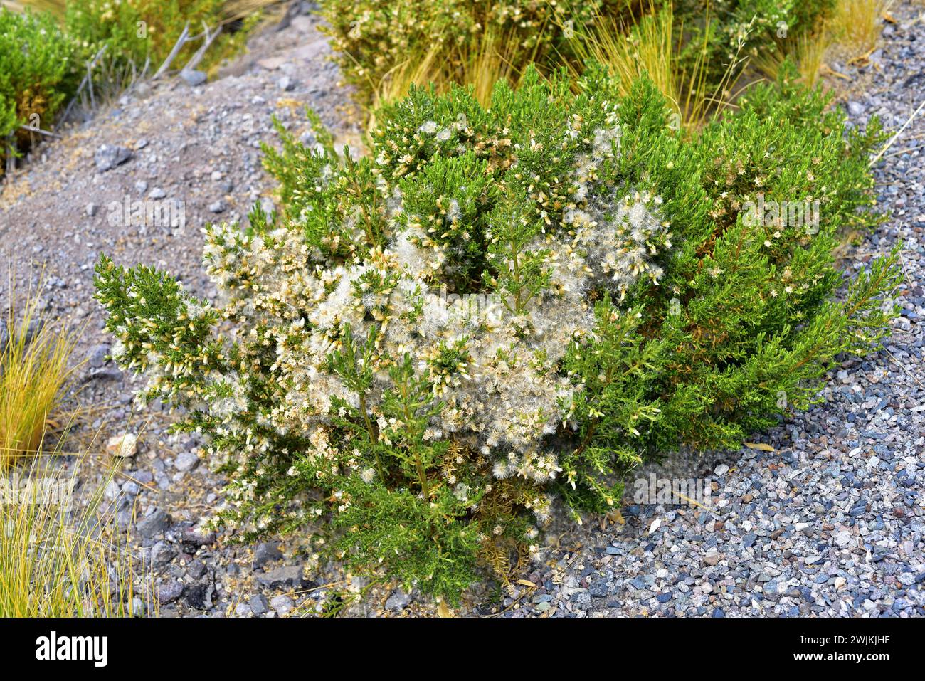 Tola or lejia (Baccharis tola) is a shrub native to Argentina, Bolivia ...