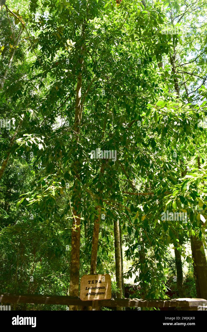 Laureliopsis philippiana hi-res stock photography and images - Alamy