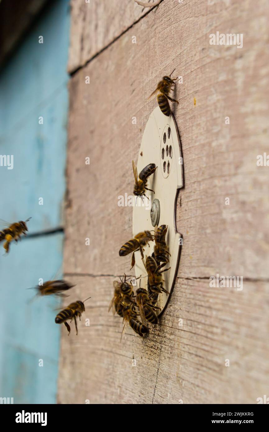 Group of bees near a beehive, in flight. Wooden beehive and bees. Bees ...