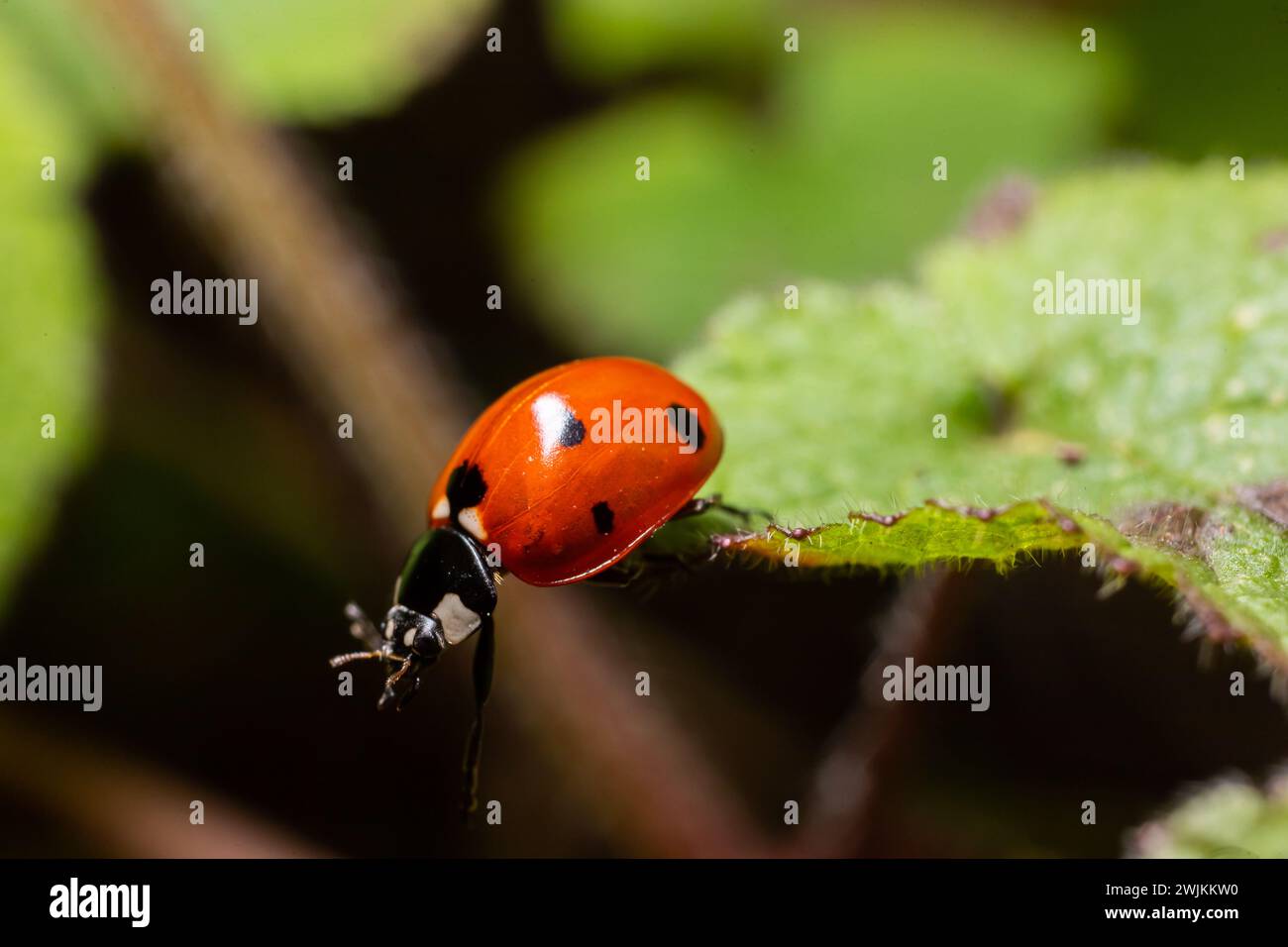 Closeup on the colorful seven-spot ladybird, Coccinella septempunctata ...