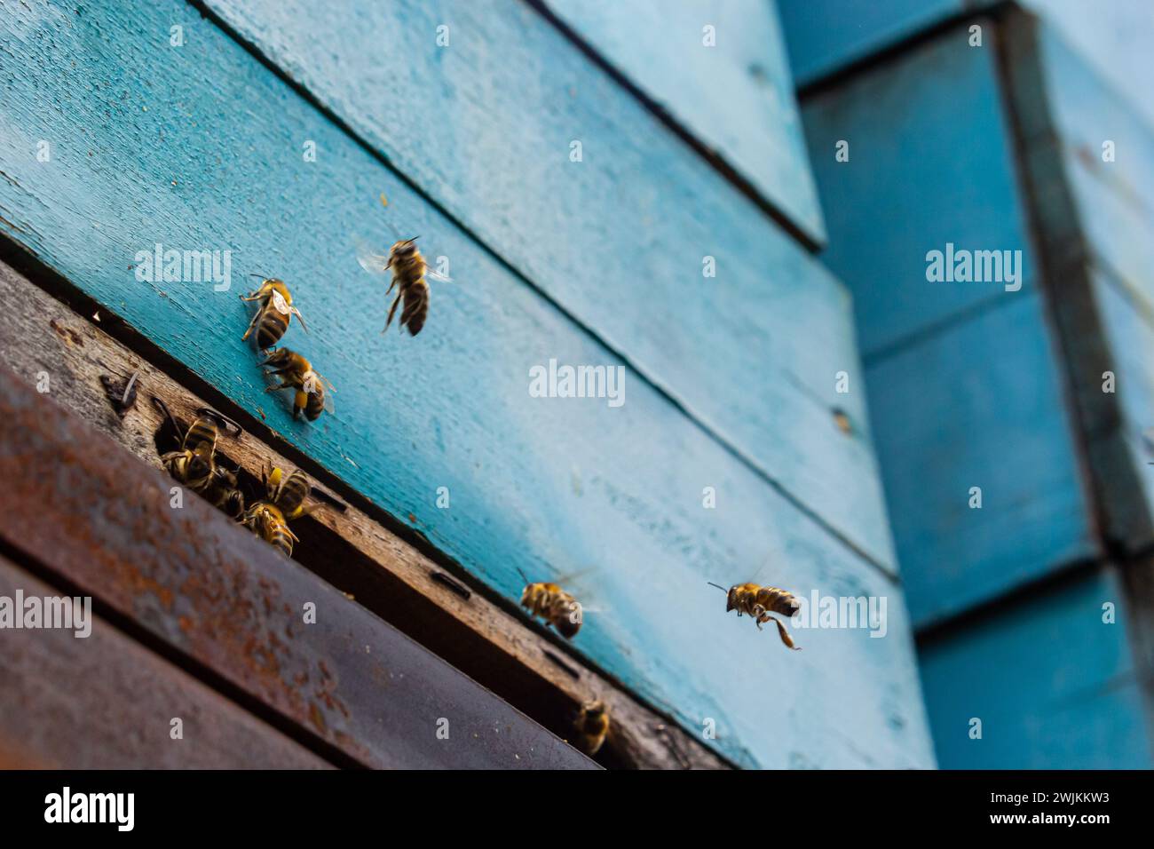 Group of bees near a beehive, in flight. Wooden beehive and bees. Bees fly out and fly into the ...