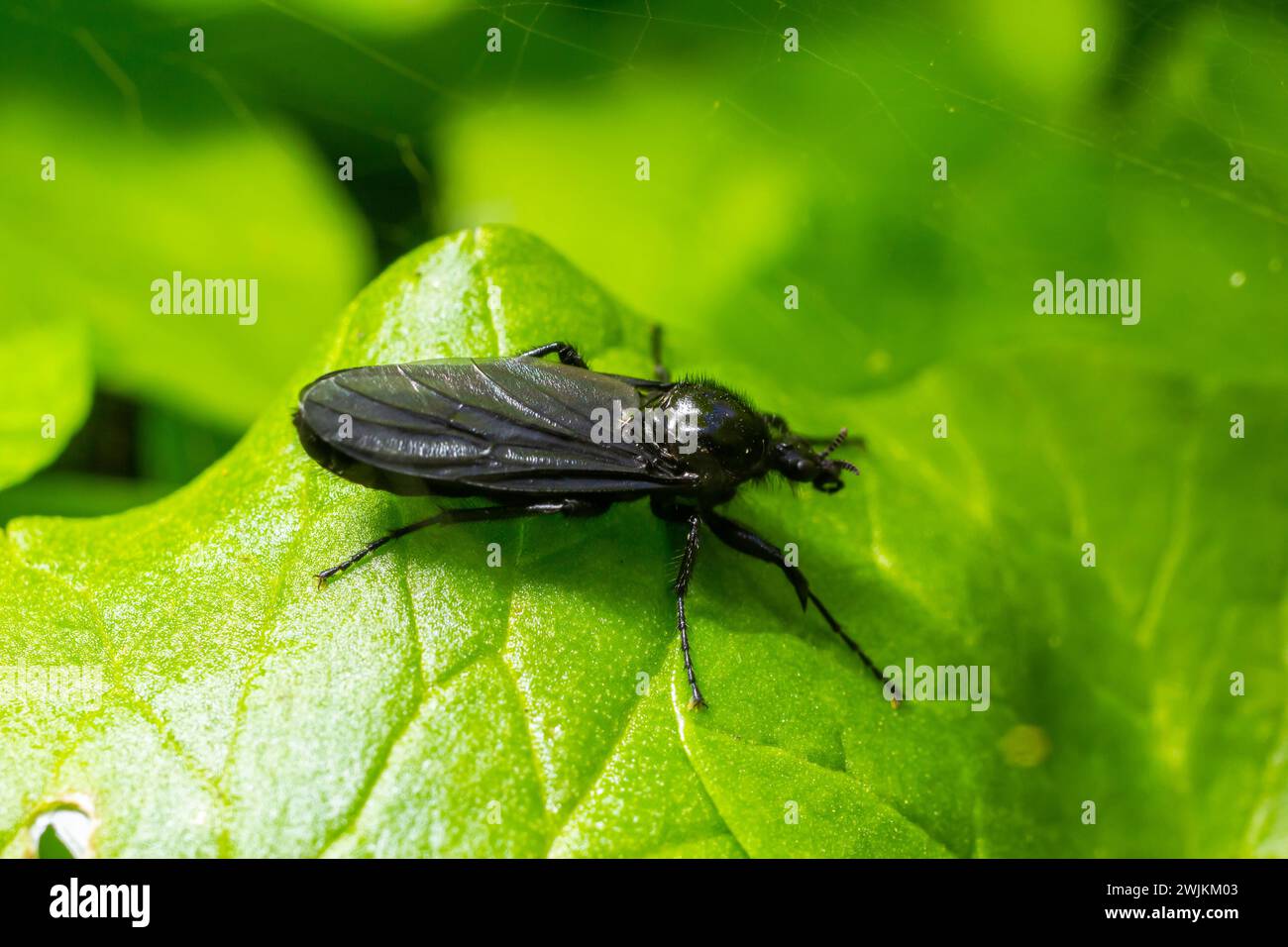 Bibio marci is a fly from the family Bibionidae called March flies and ...
