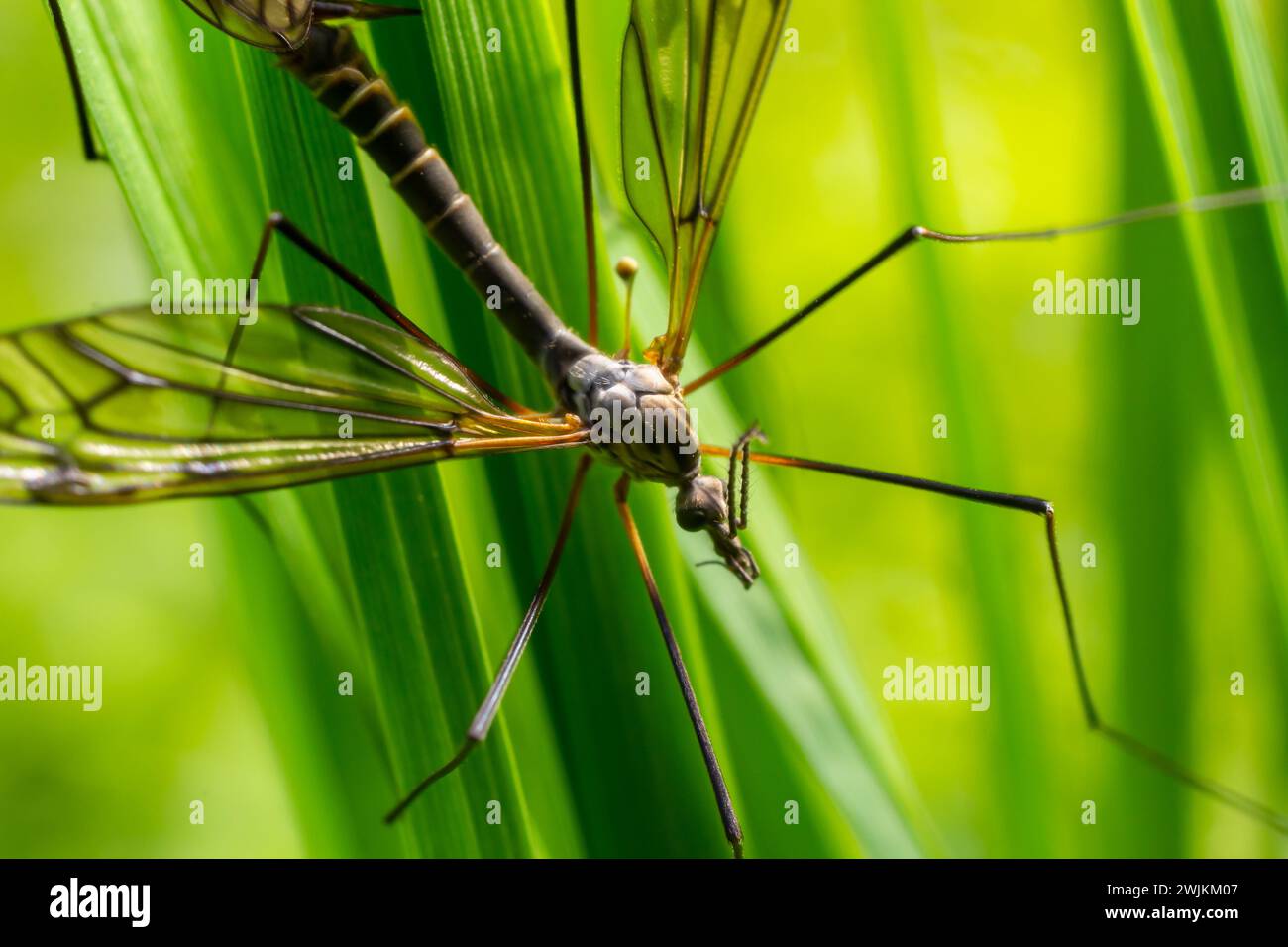 A crane fly Tipula maxima resting on a nettle leaf in early summer ...