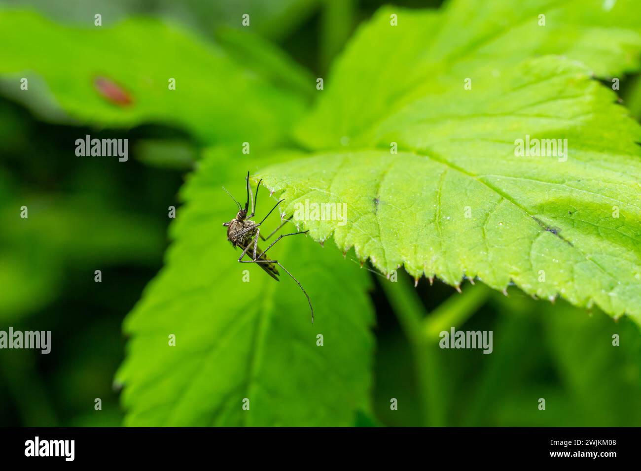 macro normal female mosquito isolated on green leaf Stock Photo - Alamy
