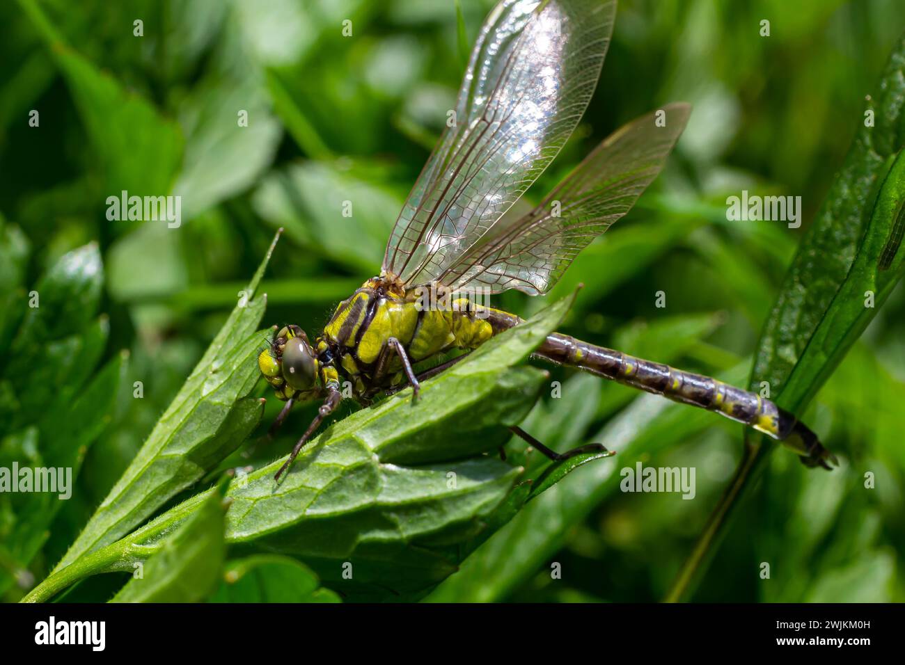Larval dragonfly grey shell. Nymphal exuvia of Gomphus vulgatissimus ...
