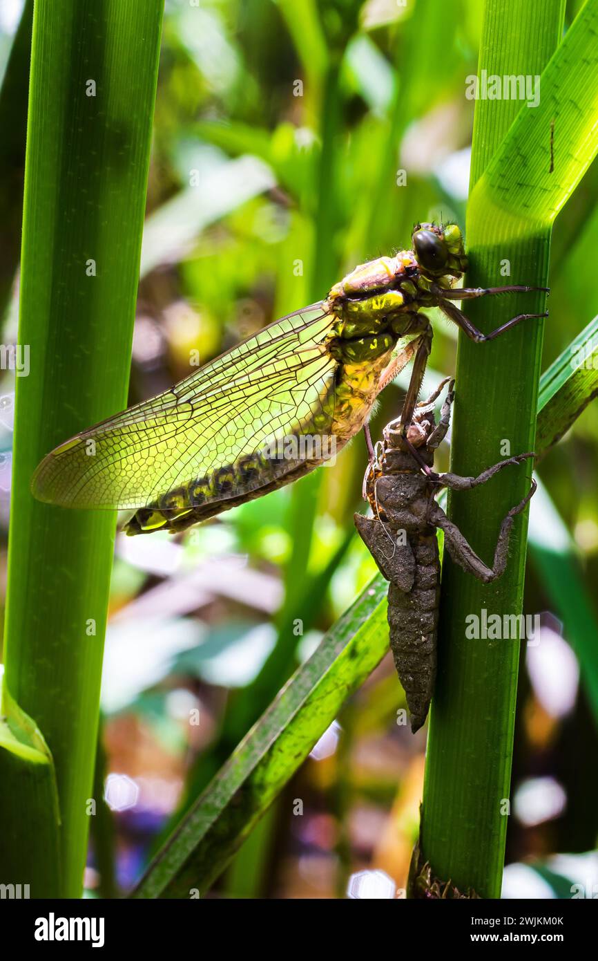 Larval dragonfly grey shell. Nymphal exuvia of Gomphus vulgatissimus ...