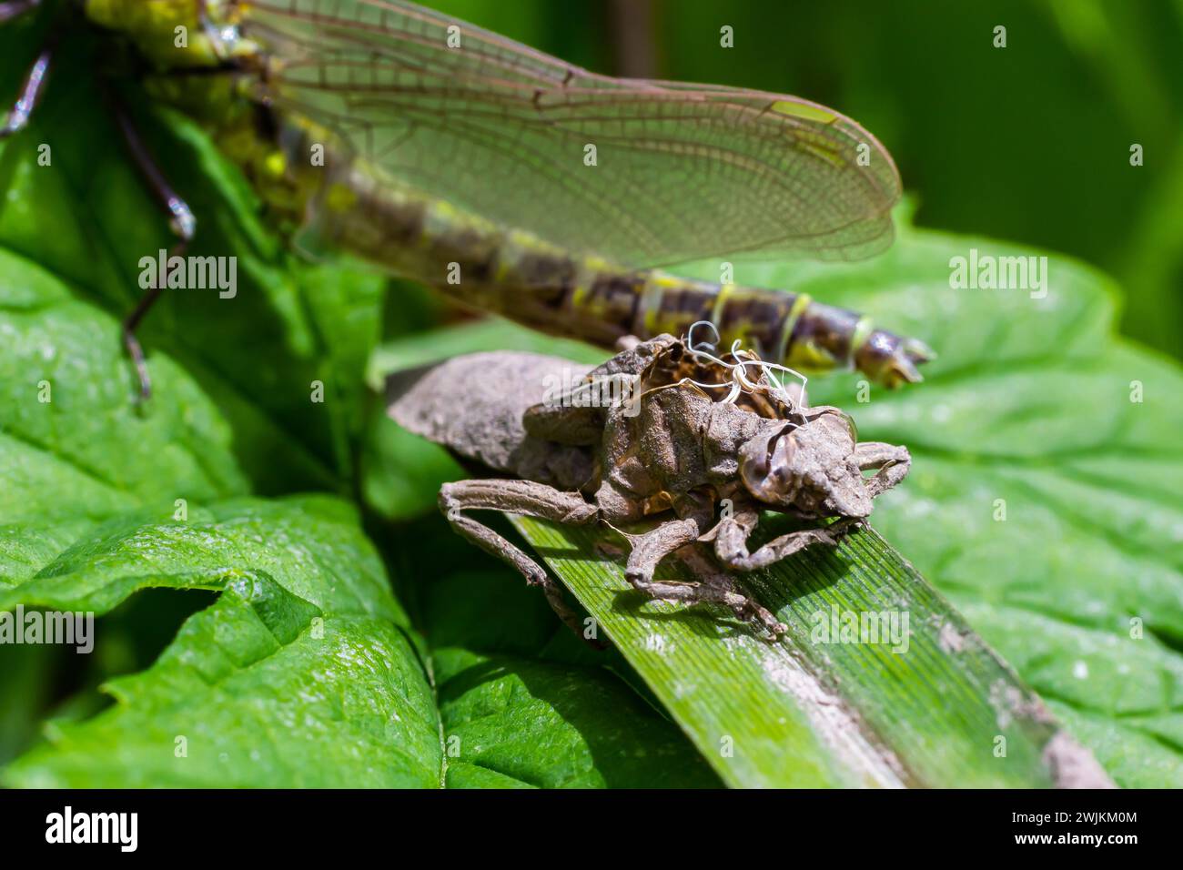 Larval dragonfly grey shell. Nymphal exuvia of Gomphus vulgatissimus ...