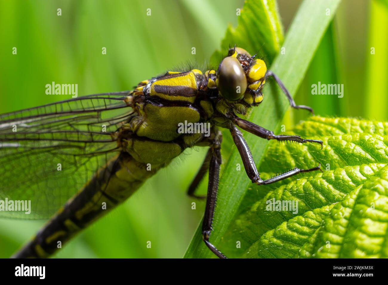 Larval dragonfly grey shell. Nymphal exuvia of Gomphus vulgatissimus ...