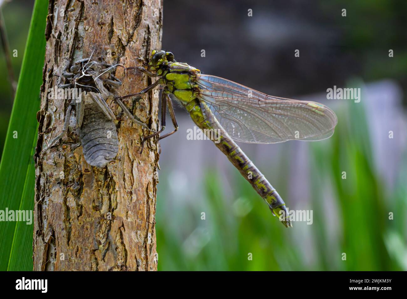Larval dragonfly grey shell. Nymphal exuvia of Gomphus vulgatissimus ...