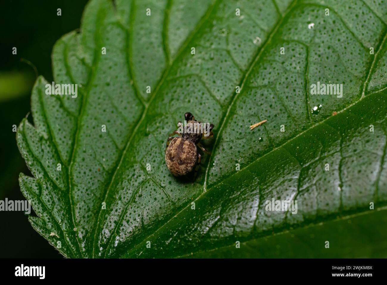 Spider jumping food hi-res stock photography and images - Alamy