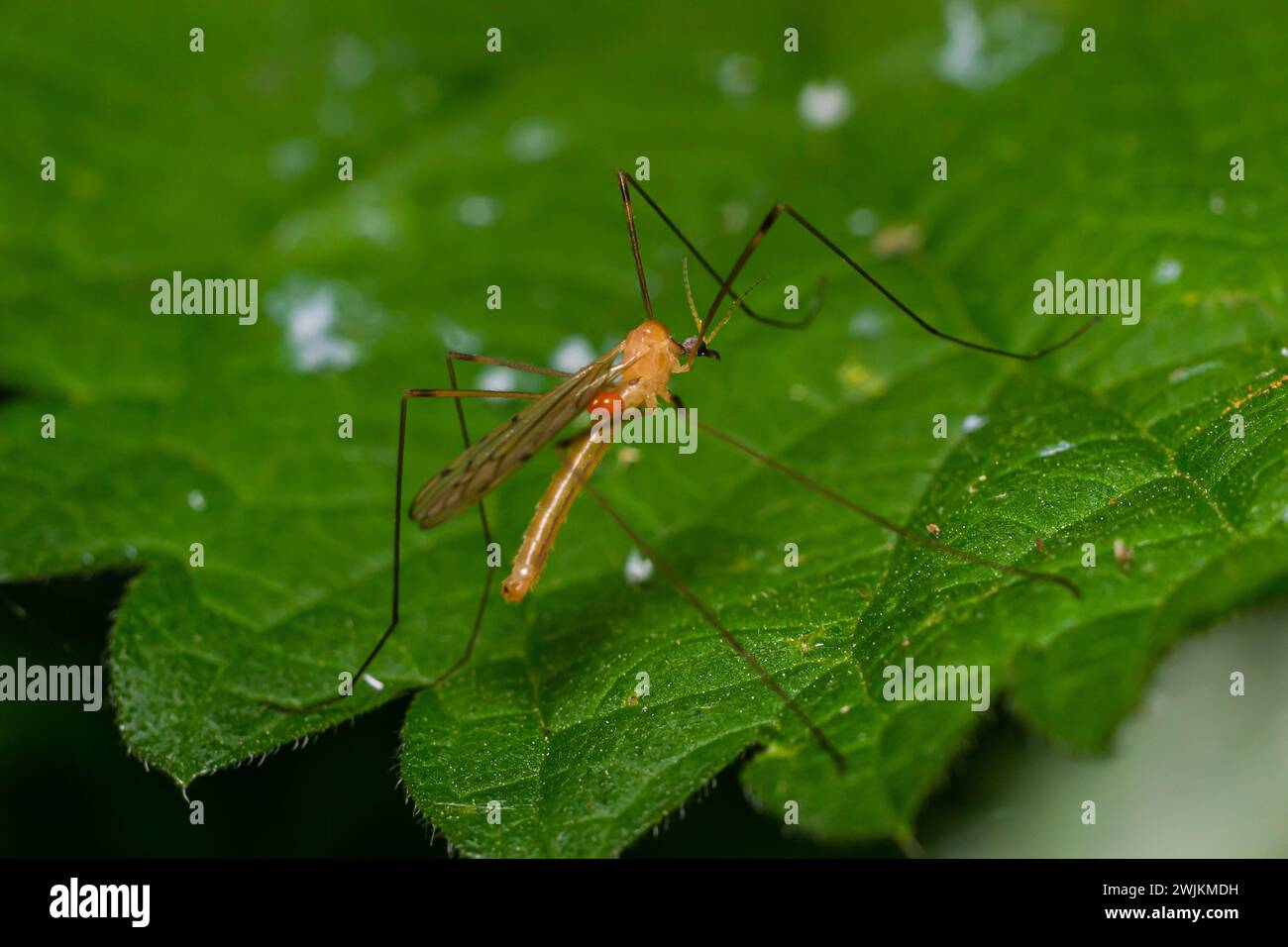 The insect, the Limonia stork fly in the family Limoniidae, has a very ...