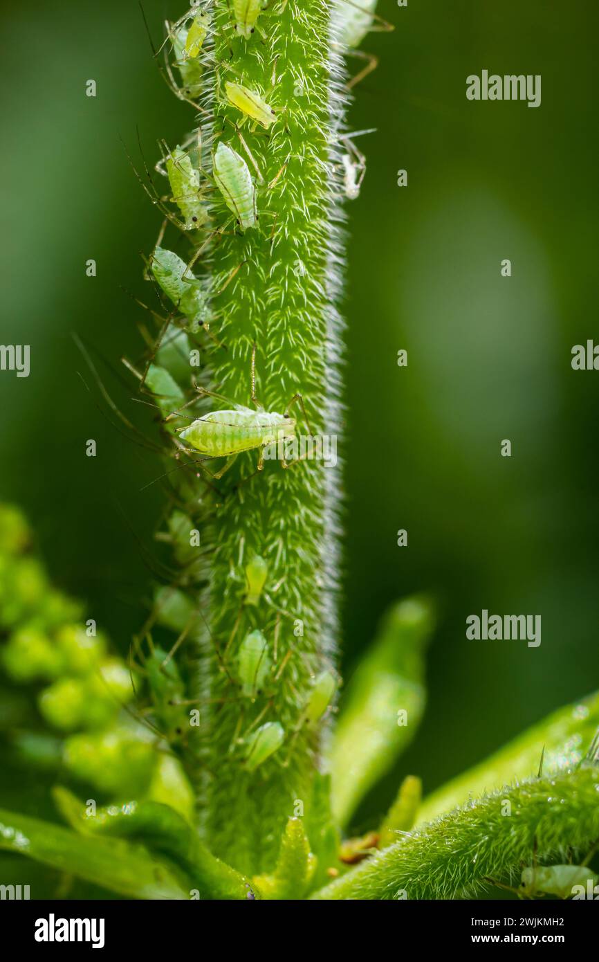 Parthenogenesis aphid hi-res stock photography and images - Alamy Parthenogenesis aphid hi-res stock photography and images - Alamy