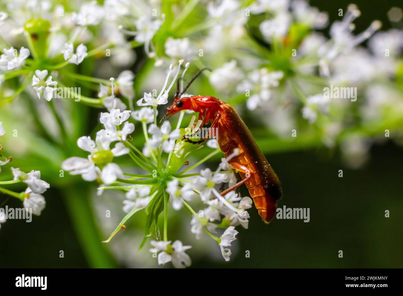 Common red soldier beetle Rhagonycha fulva Stock Photo - Alamy