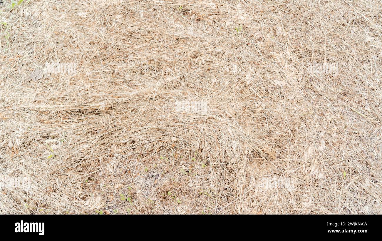 Dry white straw grass background texture after harvest Stock Photo - Alamy