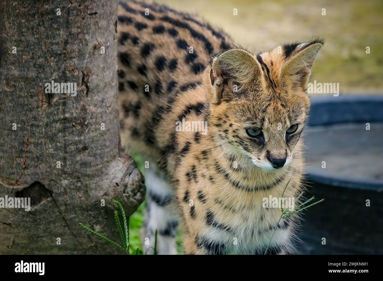 Serval endangered animal hi-res stock photography and images - Alamy